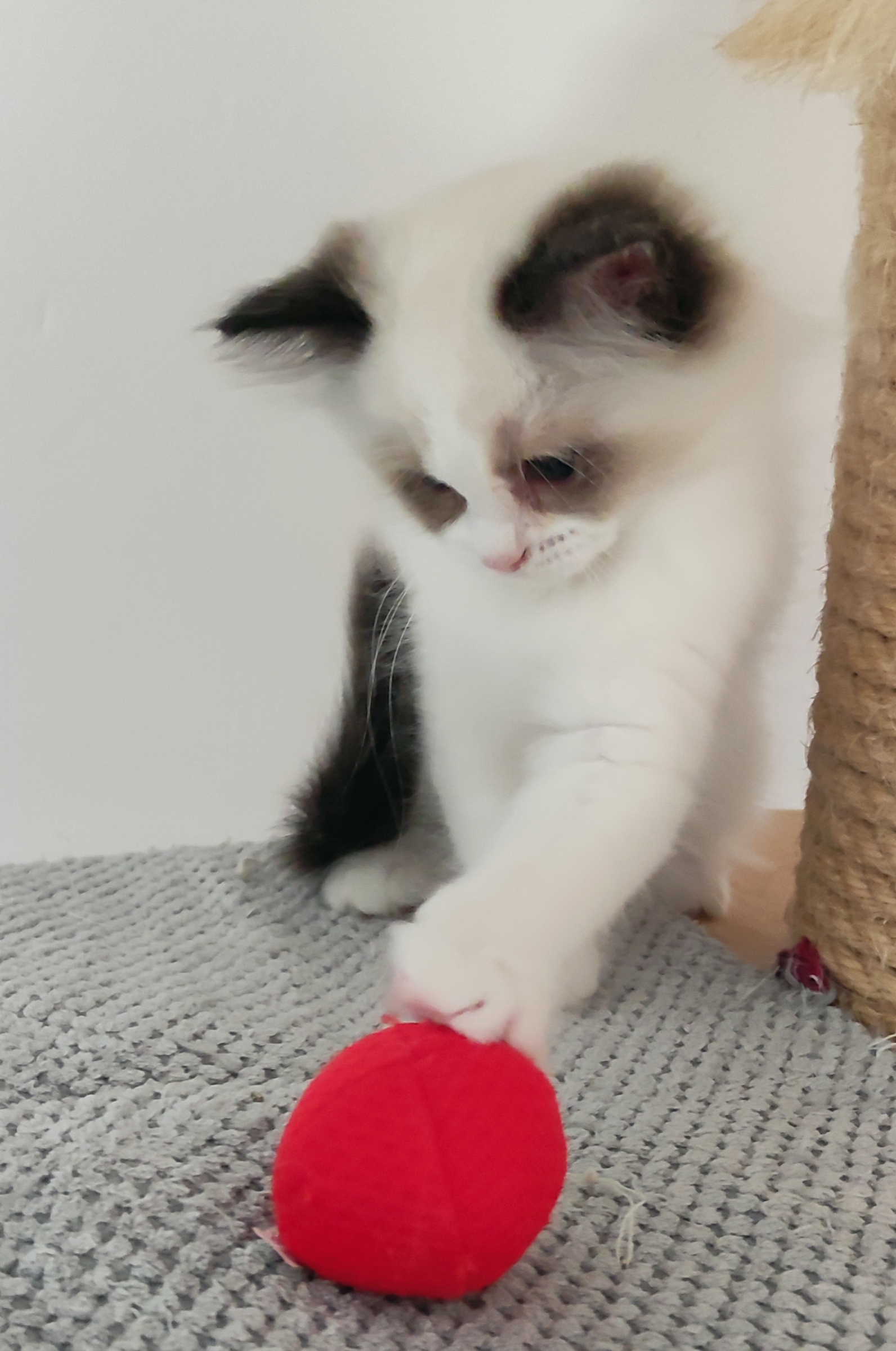 Koťata / Kittens | LG Dolls*CZ